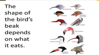 birds ppt | PPT