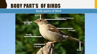 birds ppt | PPTX