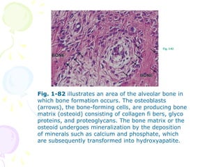 Periodontology Alveolar bone By Hassan Ayyad | PPT