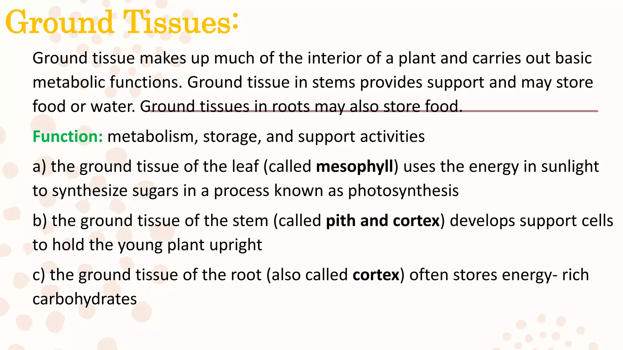 Plant Structure and function-Biology | PPTX