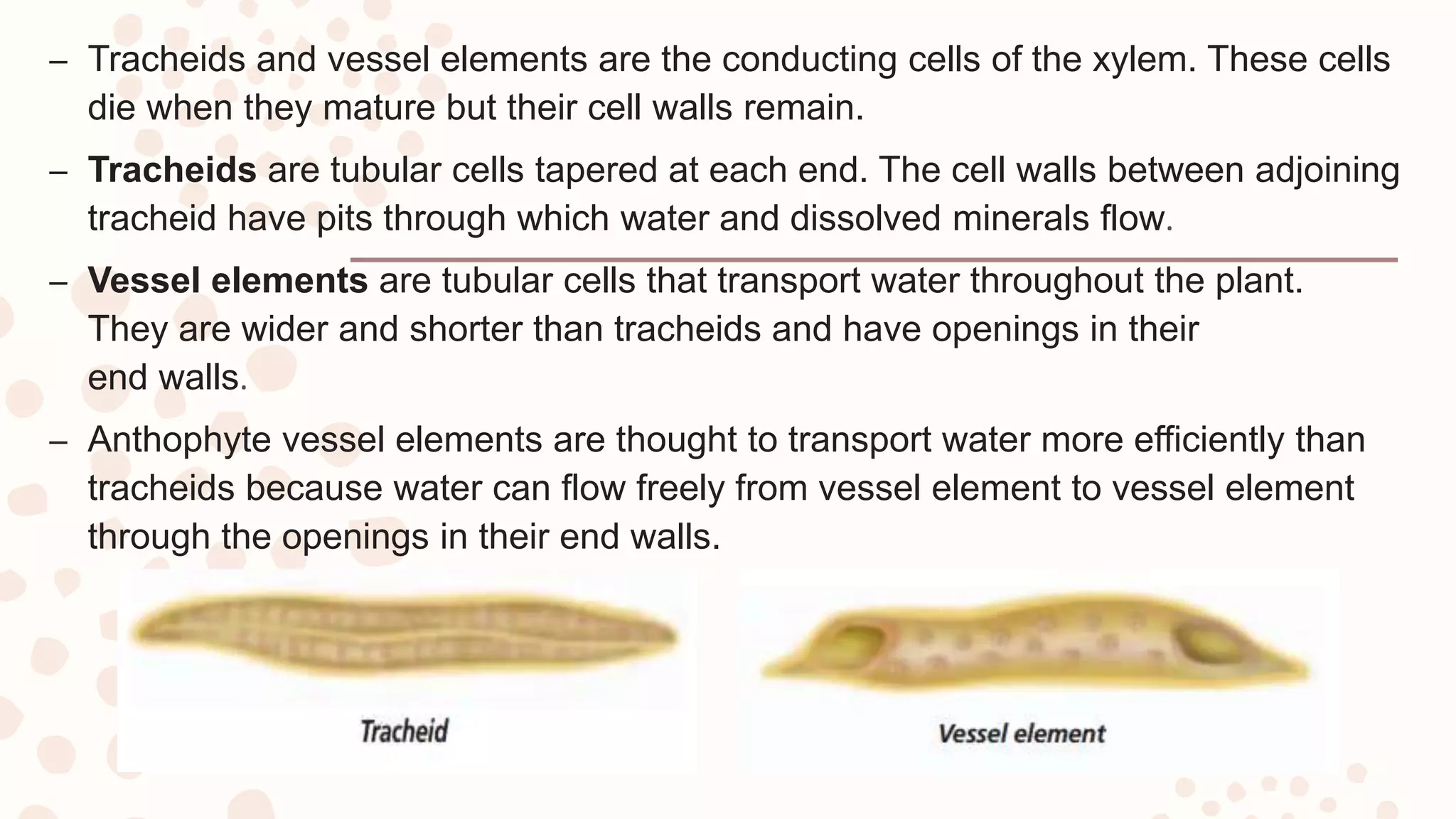 Plant Structure and function-Biology | PPTX