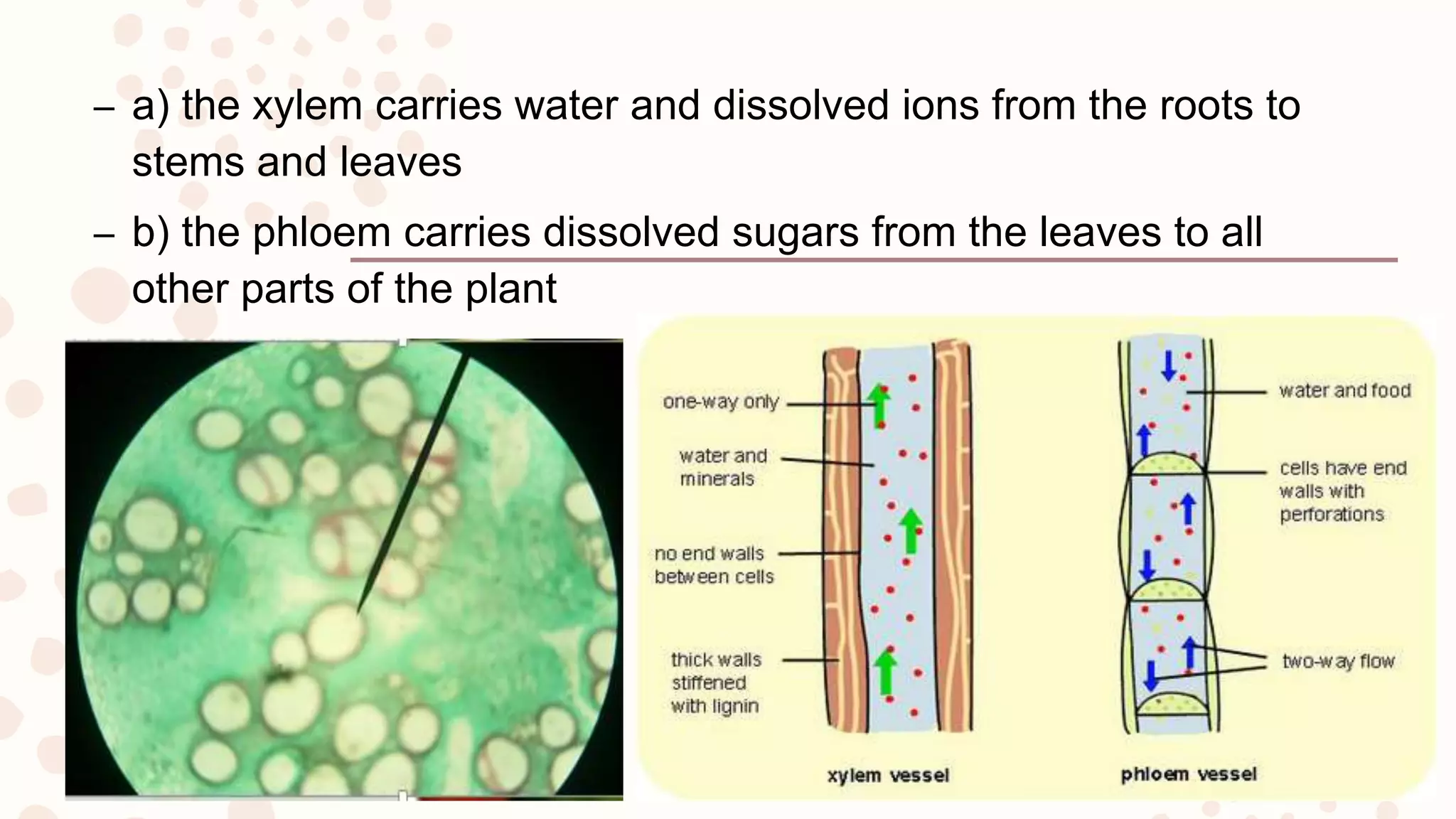 Plant Structure and function-Biology | PPTX