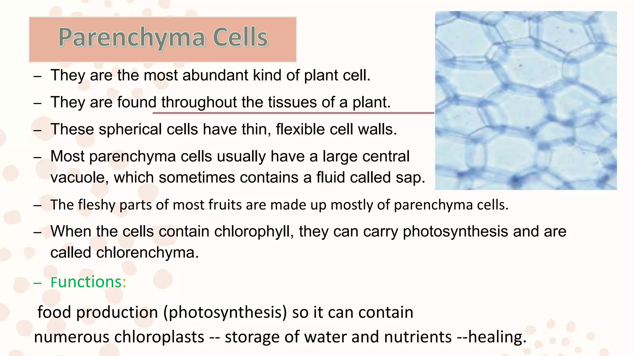 Plant Structure and function-Biology | PPTX