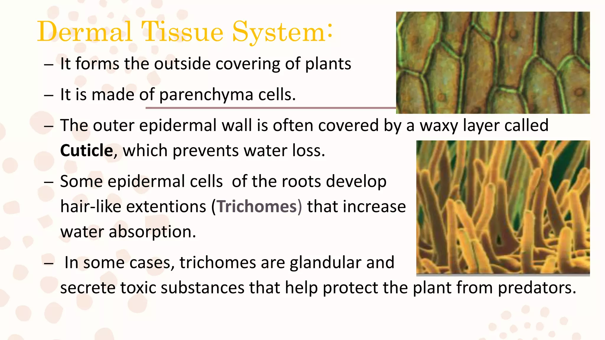 Plant Structure and function-Biology | PPTX