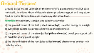 Plant Structure and function-Biology | PPTX