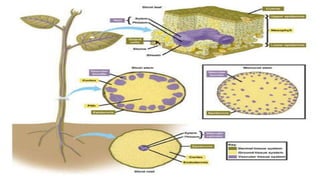 Plant Structure and function-Biology | PPTX