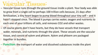 Plant Structure and function-Biology | PPTX