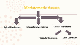 Plant Structure and function-Biology | PPTX