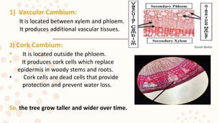 Plant Structure and function-Biology | PPTX