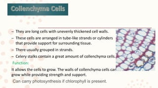 Plant Structure and function-Biology | PPTX