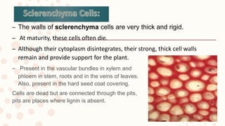 Plant Structure and function-Biology | PPTX