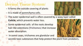 Plant Structure and function-Biology | PPTX