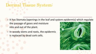 Plant Structure and function-Biology | PPTX