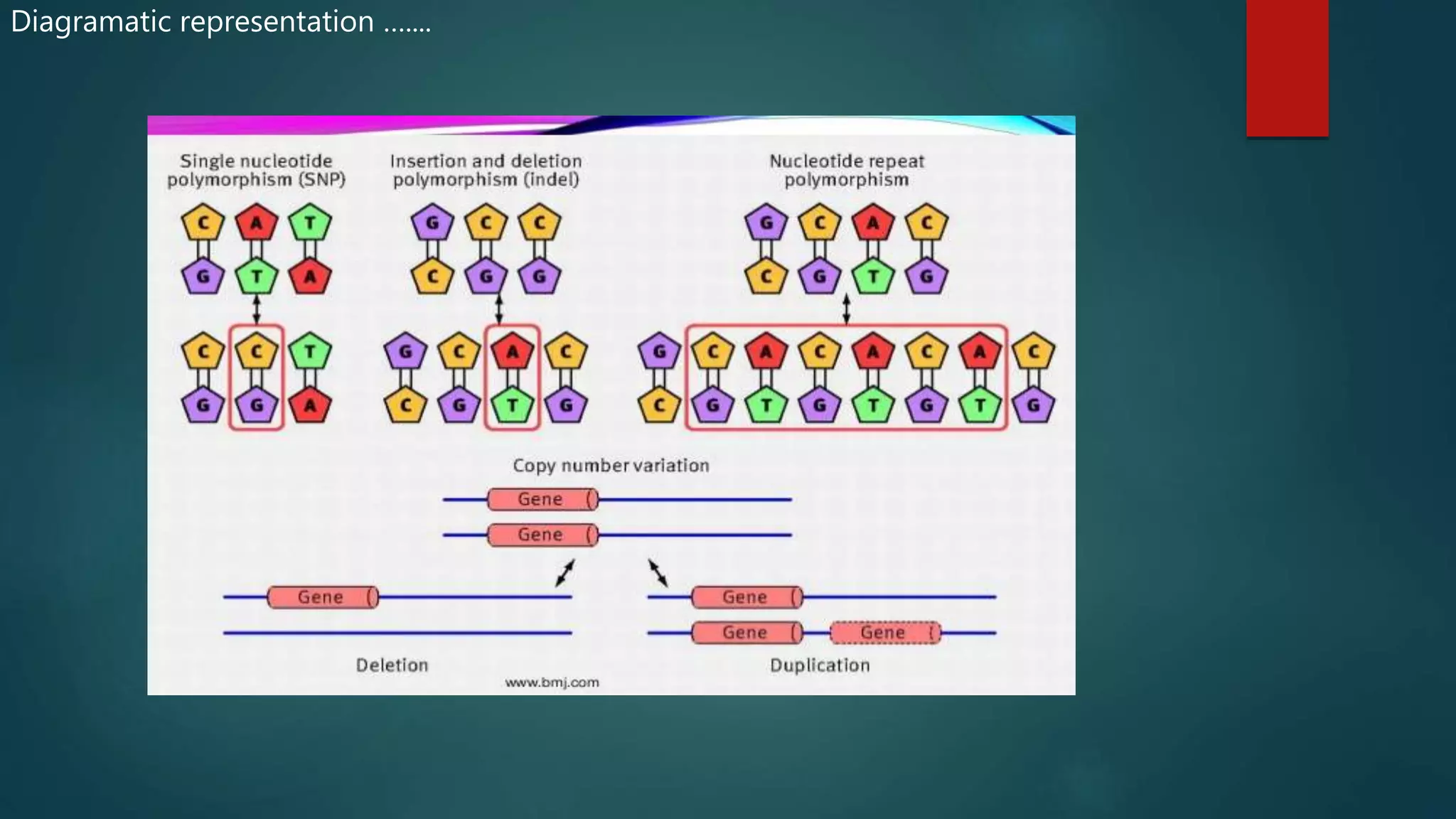 polymorphism | PPTX | Genetics | Science