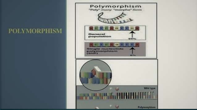 polymorphism | PPTX | Genetics | Science