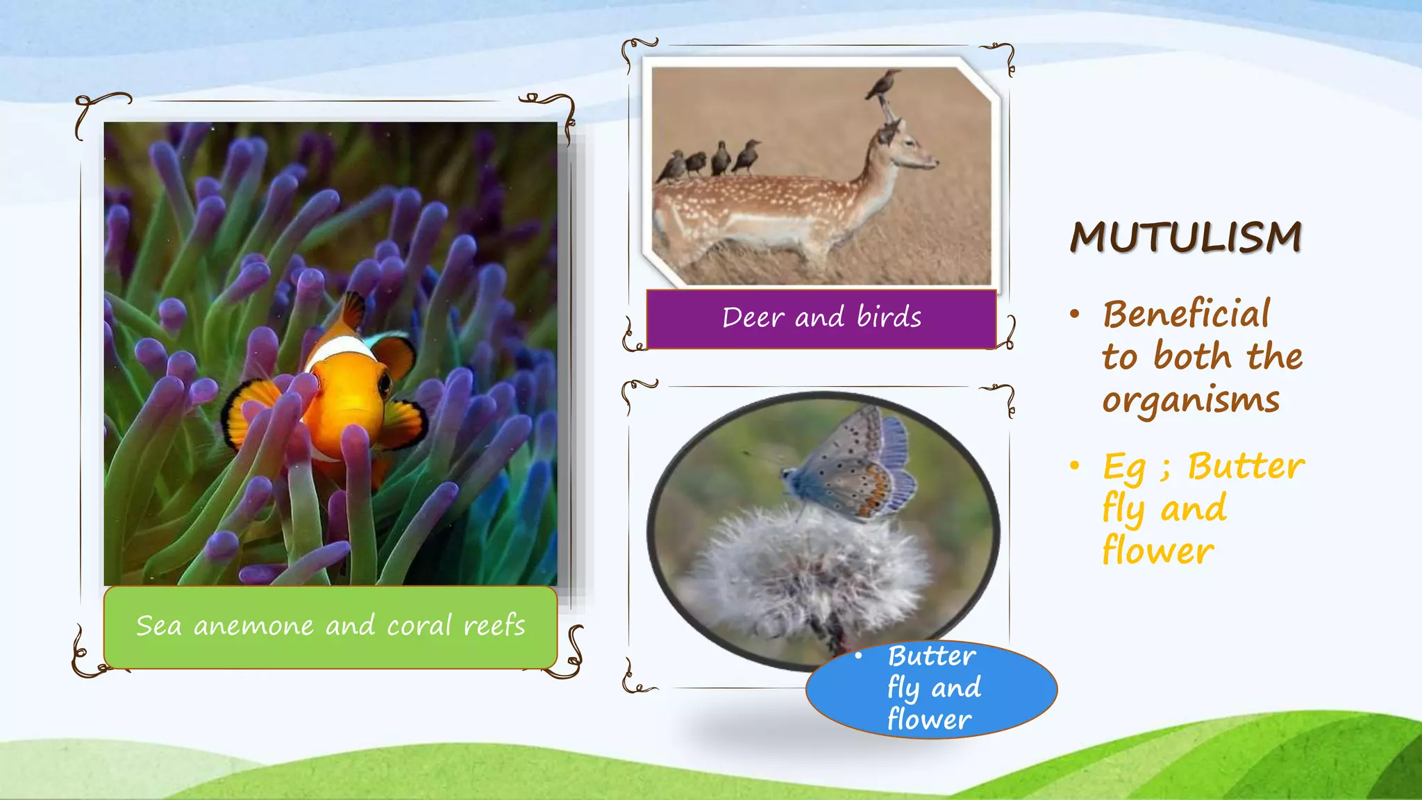 ECOLOGICAL INTERACTIONS | PPTX