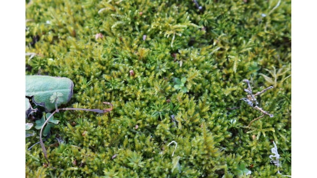 Texture Fields | PPT