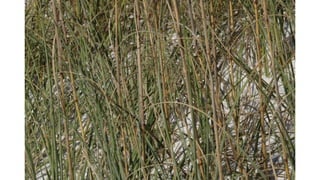 Texture Fields | PPT