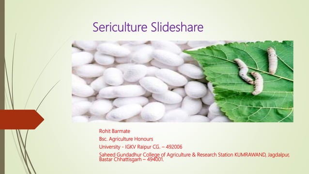 Presentation of sericulture | PPTX | Needlework | Arts and Crafts