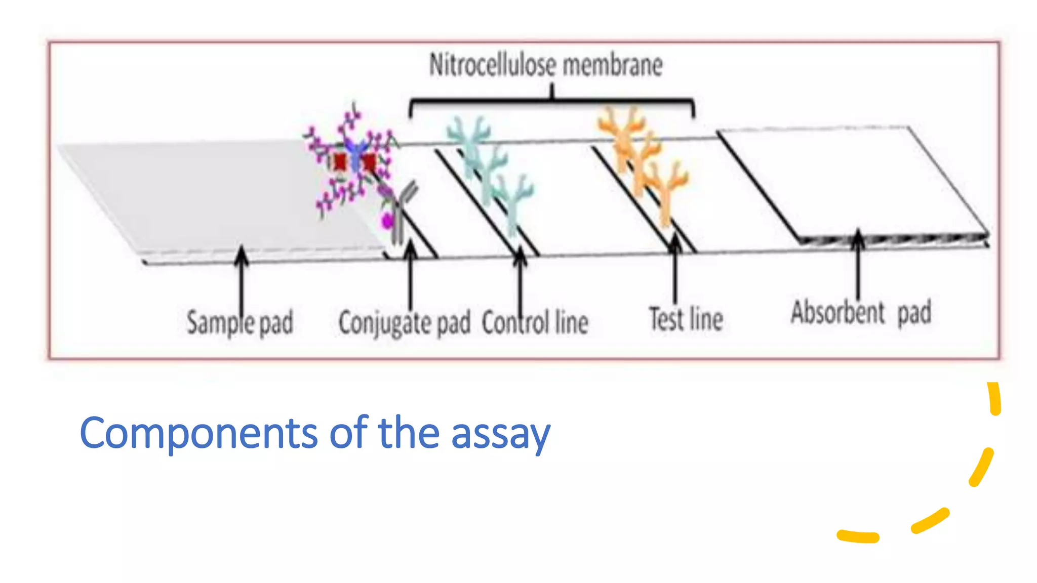 Lateral Flow Assay LSA | PPTX
