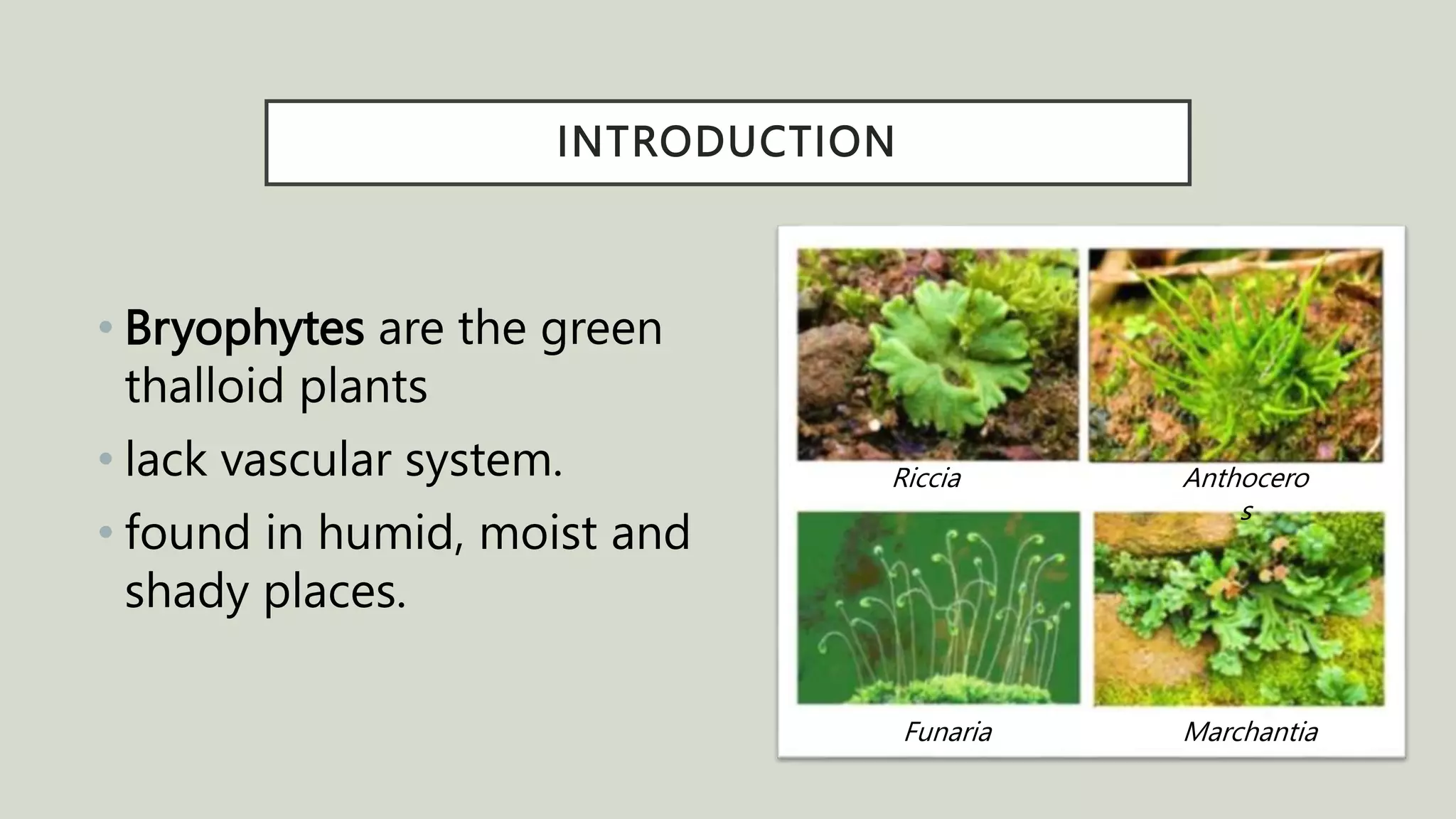 Bryophytes as air and water pollution indicators | PPTX