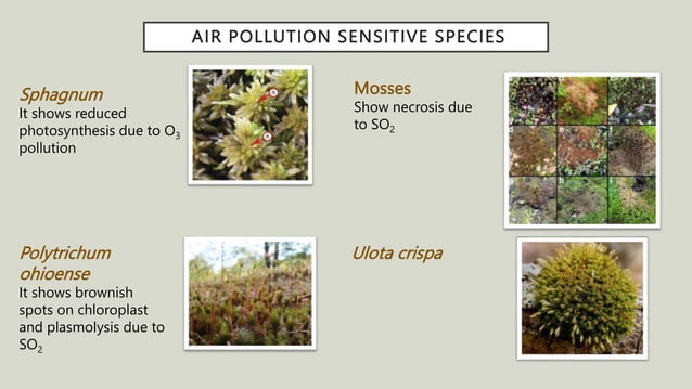 Bryophytes as air and water pollution indicators | PPTX
