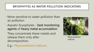 Bryophytes as air and water pollution indicators | PPTX
