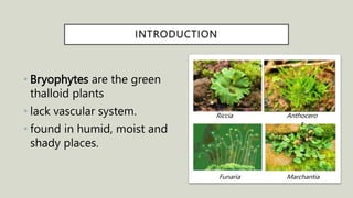 Bryophytes as air and water pollution indicators | PPTX