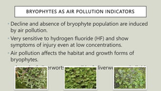 Bryophytes as air and water pollution indicators | PPTX