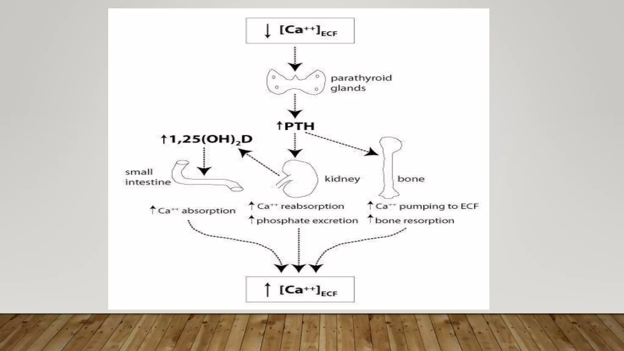 Anatomy of parathyroid gland | PPTX