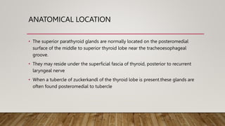 Anatomy of parathyroid gland | PPTX