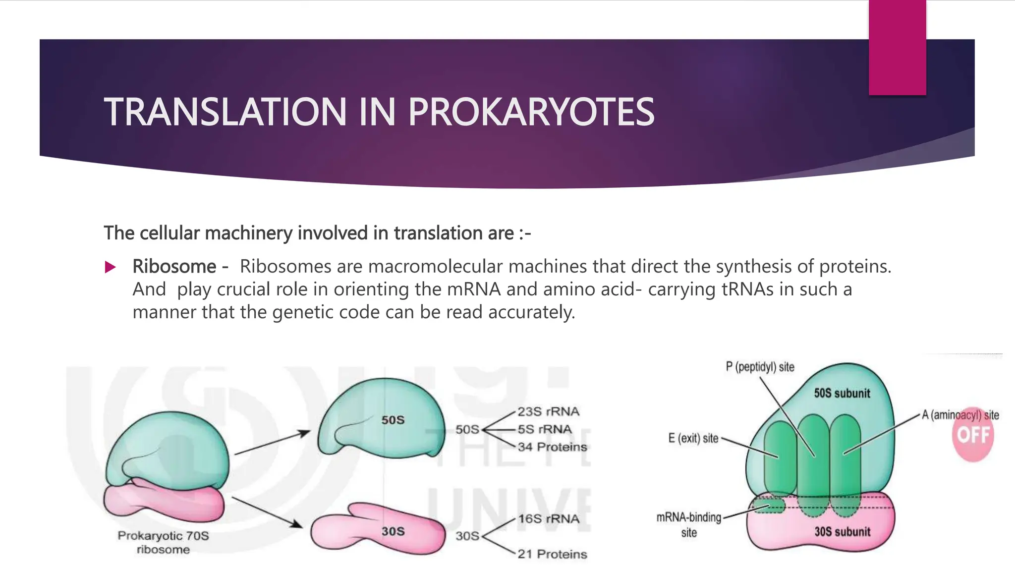 Translation in Prokaryotes like bacteria, E. coli | PPTX