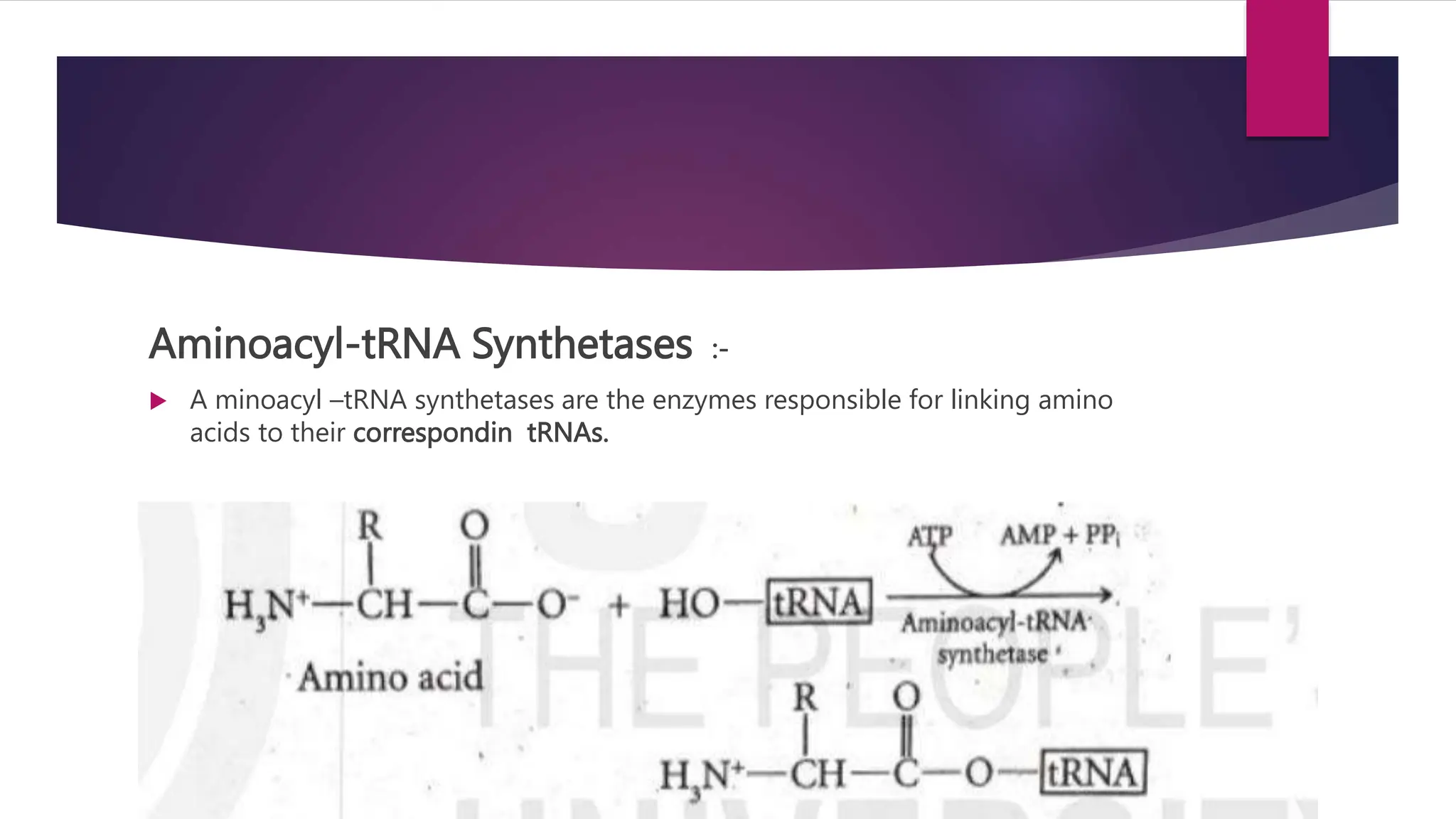 Translation in Prokaryotes like bacteria, E. coli | PPTX
