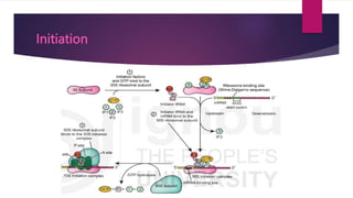 Translation in Prokaryotes like bacteria, E. coli | PPTX