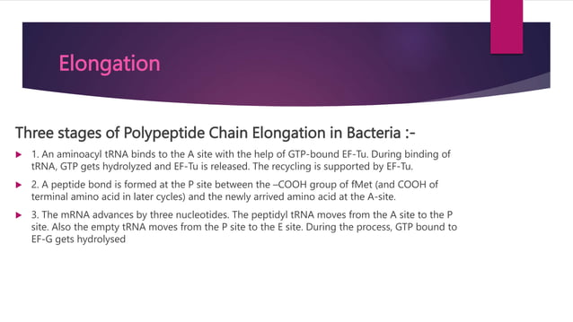 Translation in Prokaryotes like bacteria, E. coli | PPT | Free Download