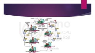 Translation in Prokaryotes like bacteria, E. coli | PPTX