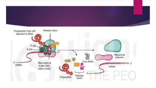 Translation in Prokaryotes like bacteria, E. coli | PPTX