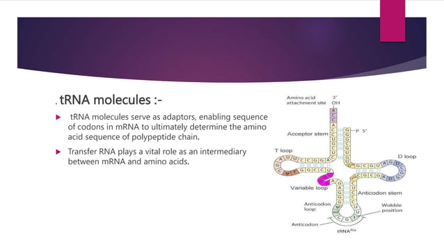 Translation in Prokaryotes like bacteria, E. coli | PPT