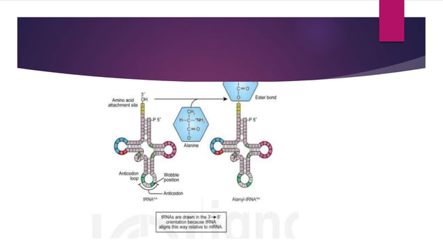 Translation in Prokaryotes like bacteria, E. coli | PPT
