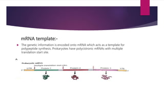 Translation in Prokaryotes like bacteria, E. coli | PPTX