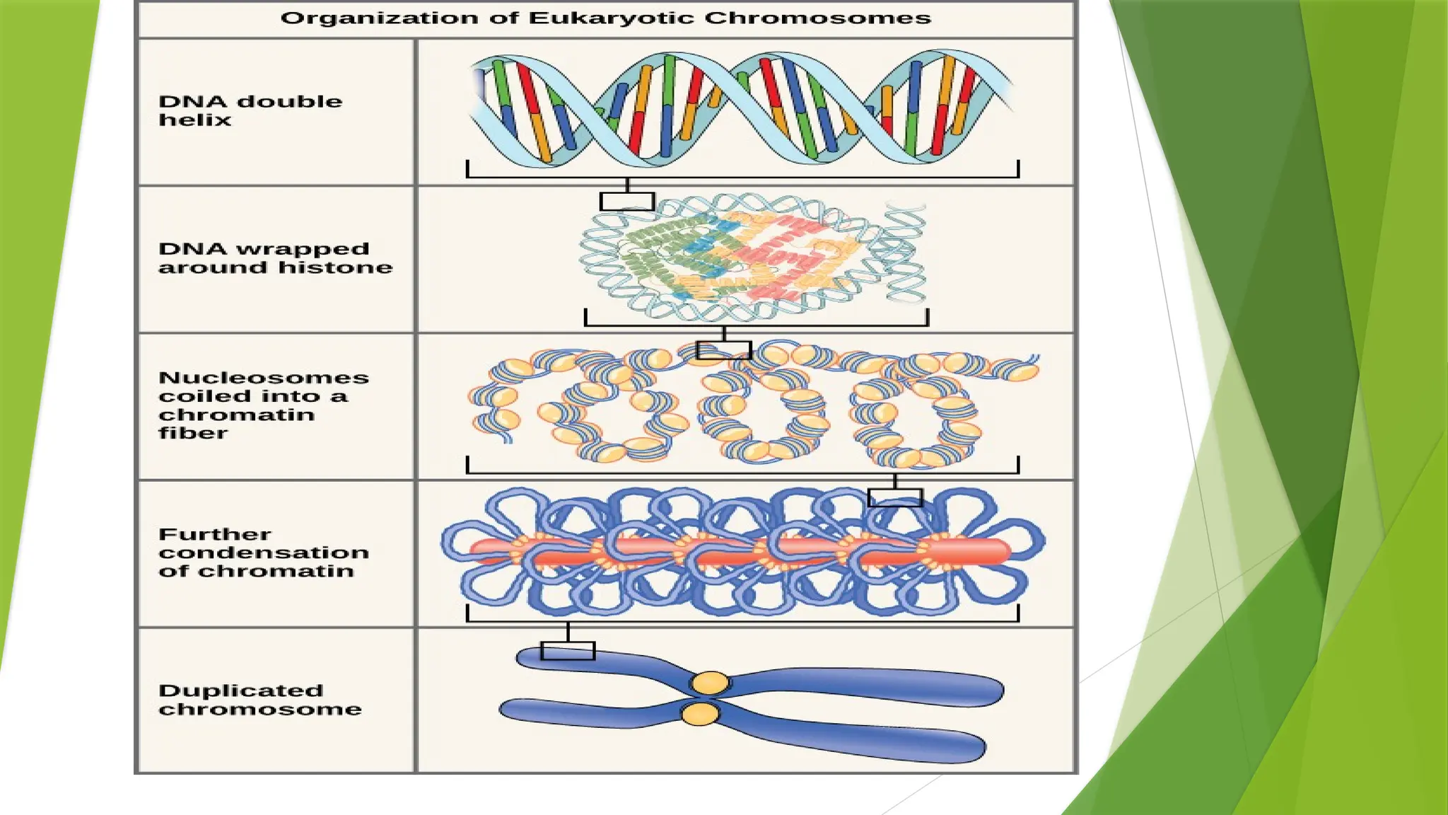Dna packaging DNA Structure Packaging, Characteristics, Role | PPT