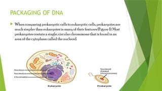 Dna packaging DNA Structure Packaging, Characteristics, Role | PPT