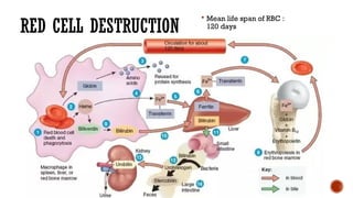 Anemia - concept, approach and treatment | PPTX