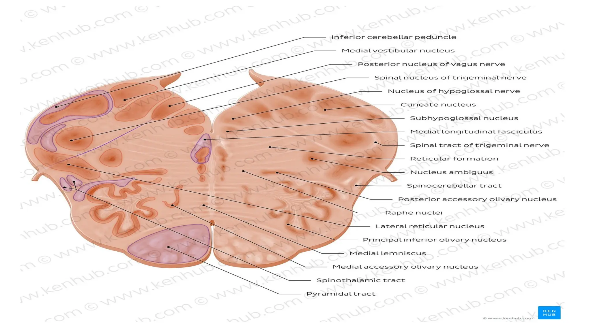 Presentation1[1].pptx of medulla oblongata | PPT