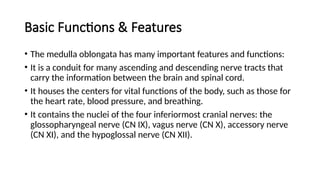 Presentation1[1].pptx of medulla oblongata | PPTX