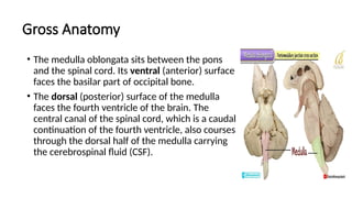 Presentation1[1].pptx of medulla oblongata | PPTX