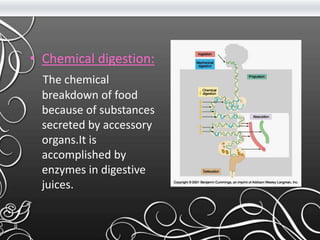 HUMAN DIGESTIVE SYSTEM | PPT