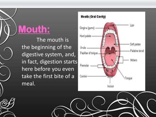 HUMAN DIGESTIVE SYSTEM | PPT