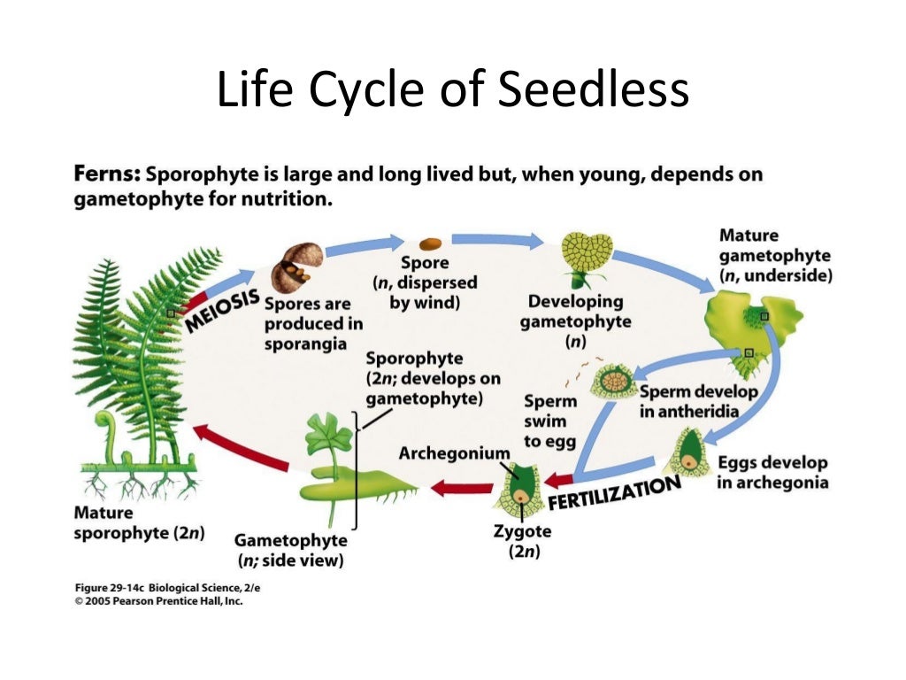 Seedless Vascular Plants