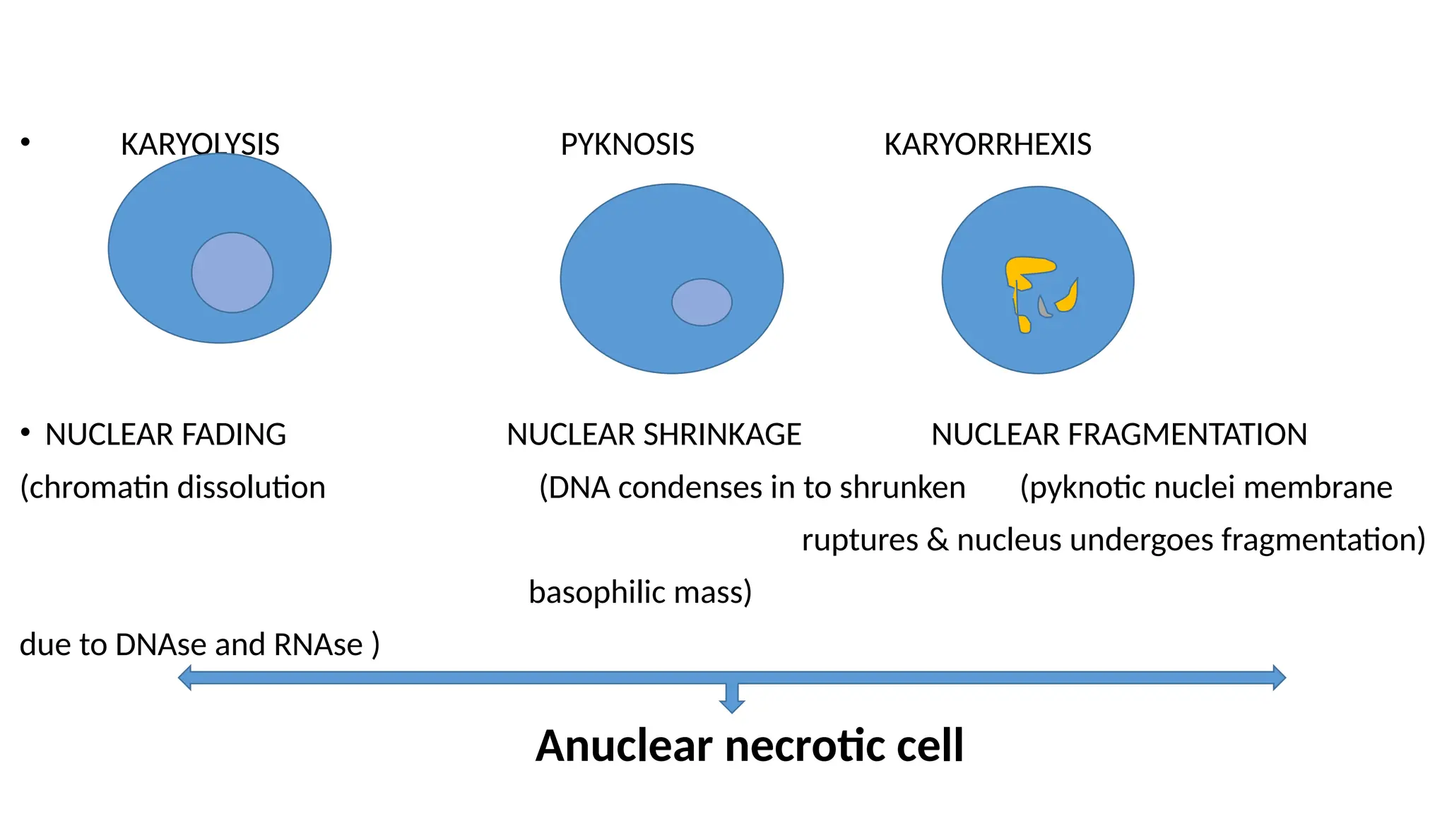 necrosis and degeneration-cell degeneration | PPT